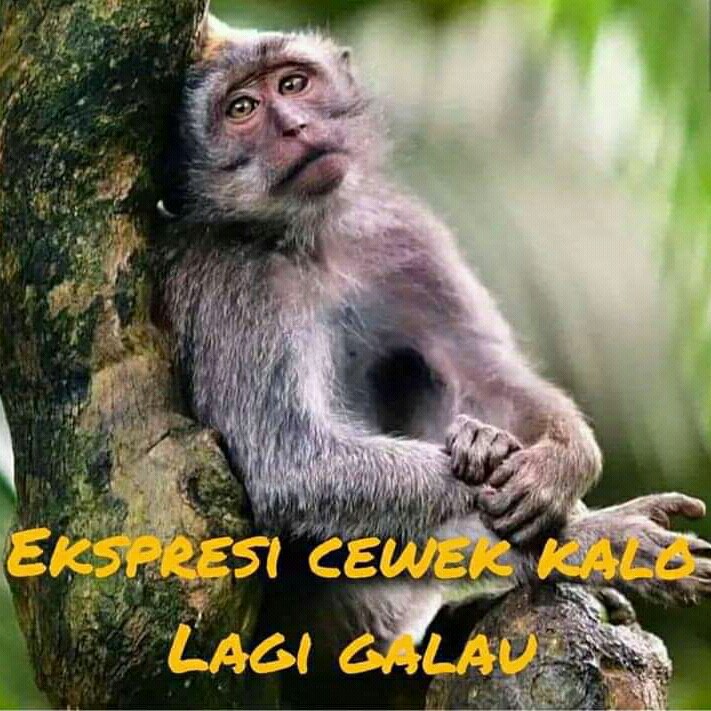 Monyet Galau