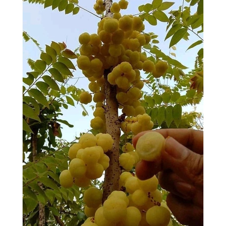 Buah Cermai In English