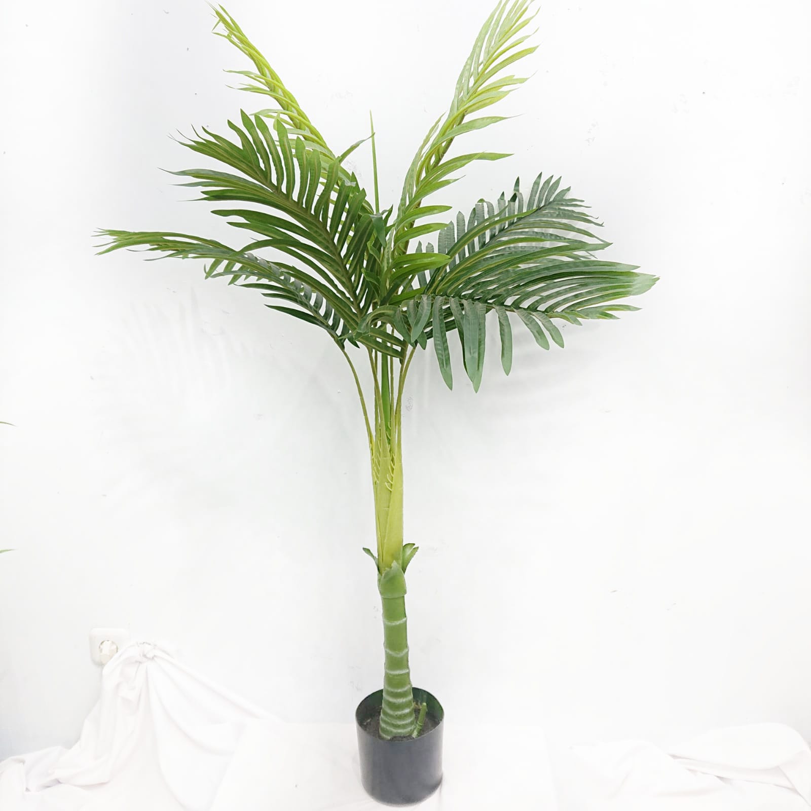 Pohon Palem Kelapa Mini